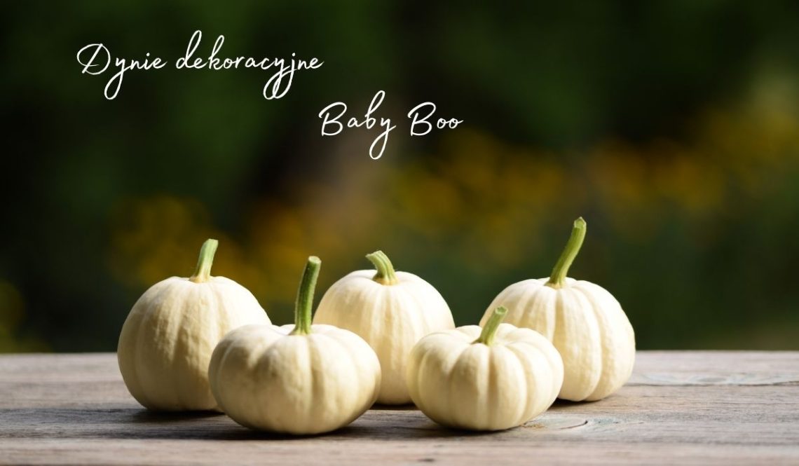 Dynie dekoracyjne Baby Boo sezon 2025 – Zielony Sad